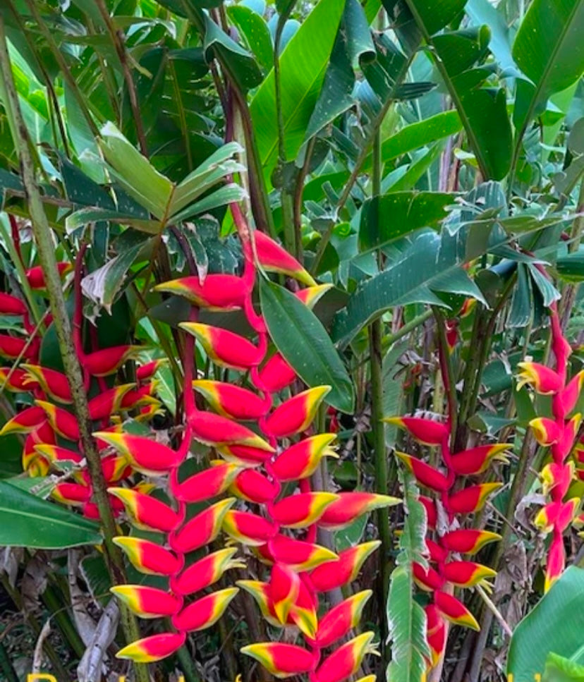 HELICONIAS 2-3M GROWERS – The Heliconia Guy