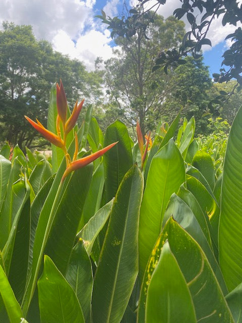 Heliconia Psittacorum x Marginata Nickeriensis (Nicky) – The Heliconia Guy