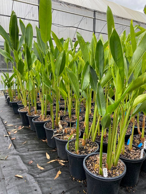 Heliconia Psittacorum x Marginata Nickeriensis (Nicky) – The Heliconia Guy