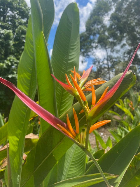 Heliconia Psittacorum Peter Bacon – The Heliconia Guy