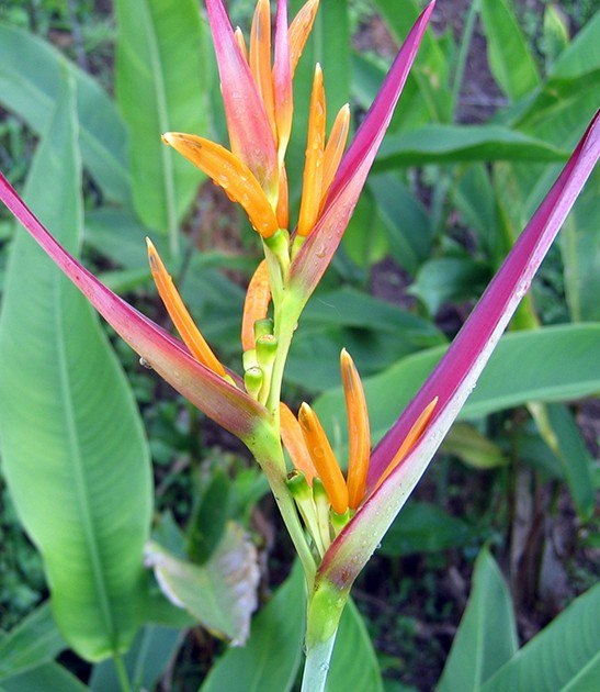 Heliconia Psittacorum Peter Bacon PACK OF 3 Rhizomes – The Heliconia Guy
