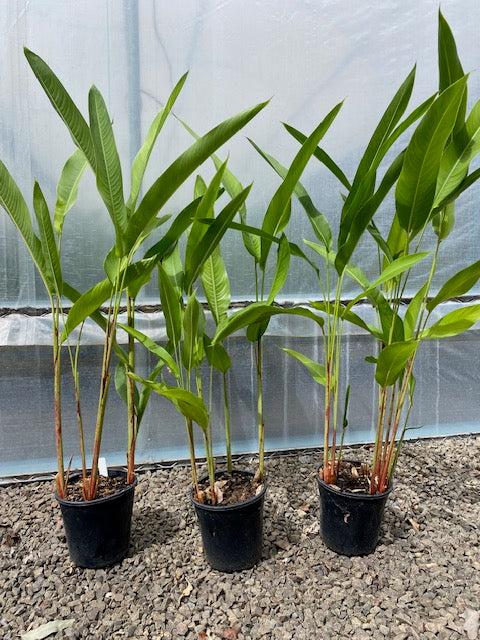 Heliconia Psittacorum Peter Bacon – The Heliconia Guy